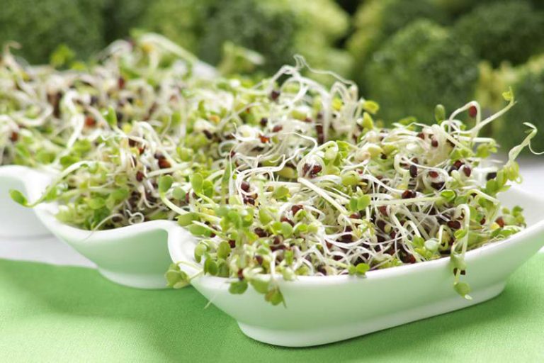 Rau mầm là gì? 10+ lợi ích khi ăn rau mầm hằng nhày