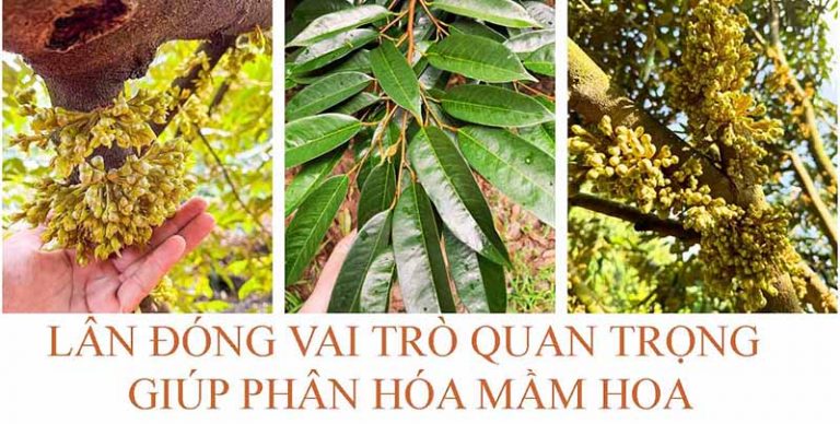 Vai trò của phân Lân (P) - chìa khóa giúp rễ khỏe, hoa nhiều